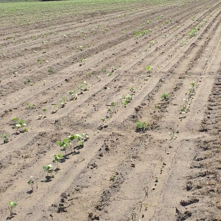 Agricultural News from GFB